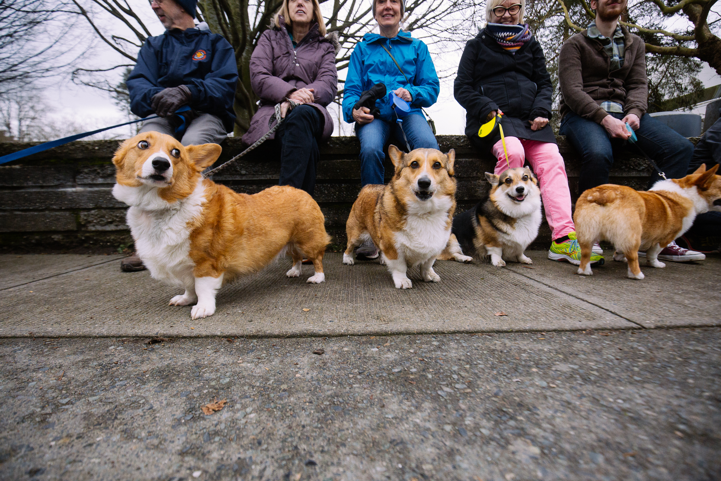 So many corgis at the Green Lake Corgi Walk | Seattle Refined