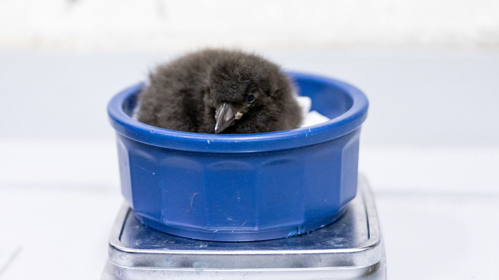 New Puffin Chick hatched at the National Aquarium | WBFF