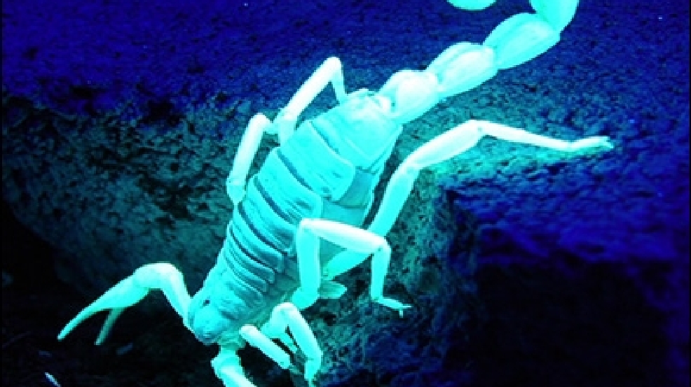 Scorpion venom leads local doctors to cancer breakthrough | KOMO