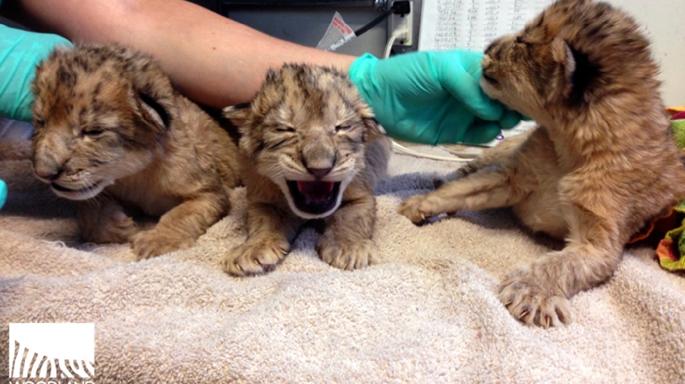 Meet the zoo's new baby lion cubs | Seattle Refined