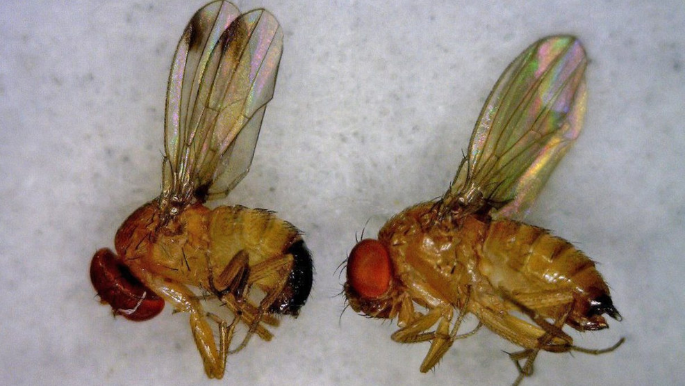 3 tiny bugs you may have flying around inside your house right now | WGME