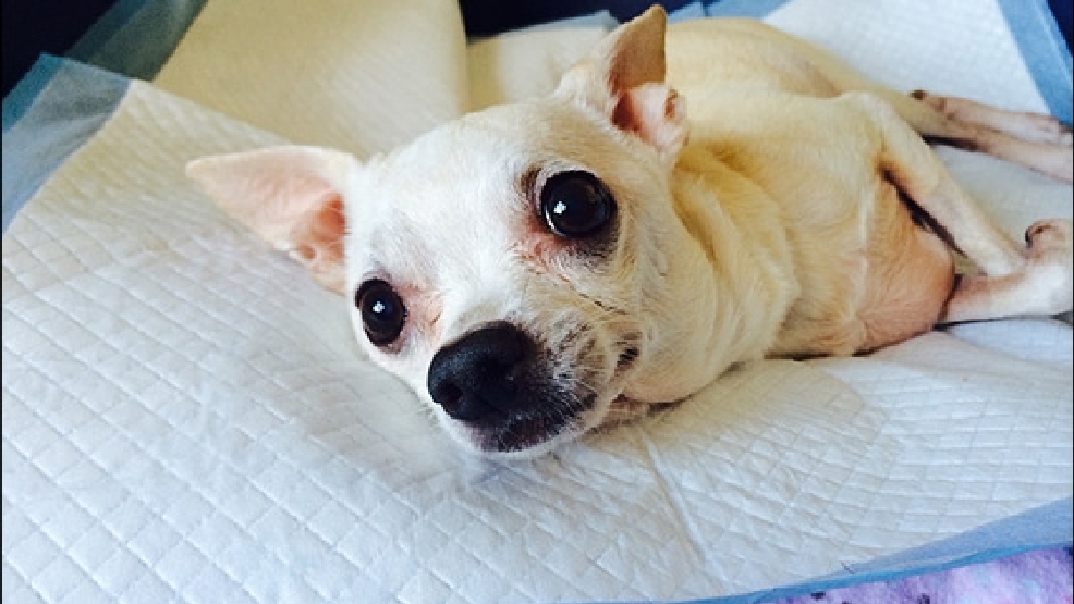 Chihuahua left paralyzed after brutal attack | KDBC