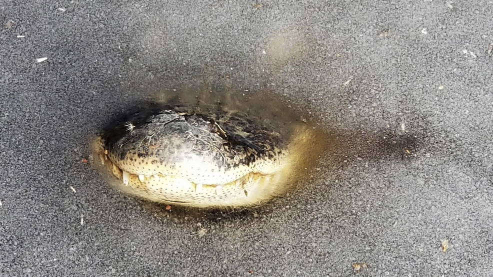 Alligators freeze in N. Carolina swamp with noses above ice | WSET