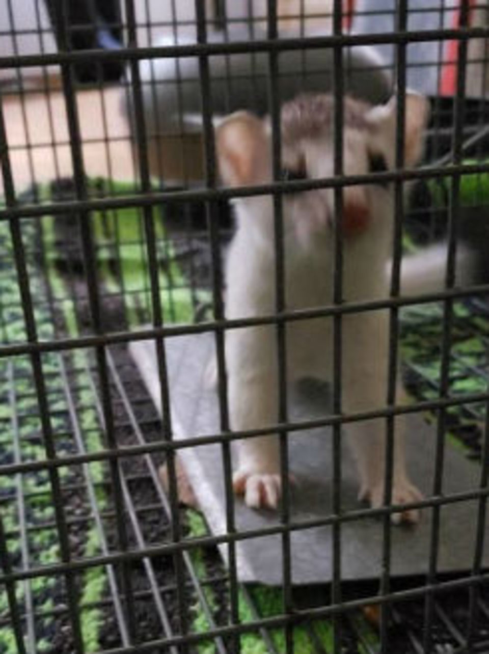 Rats In My Apartment Ceiling | Shelly Lighting