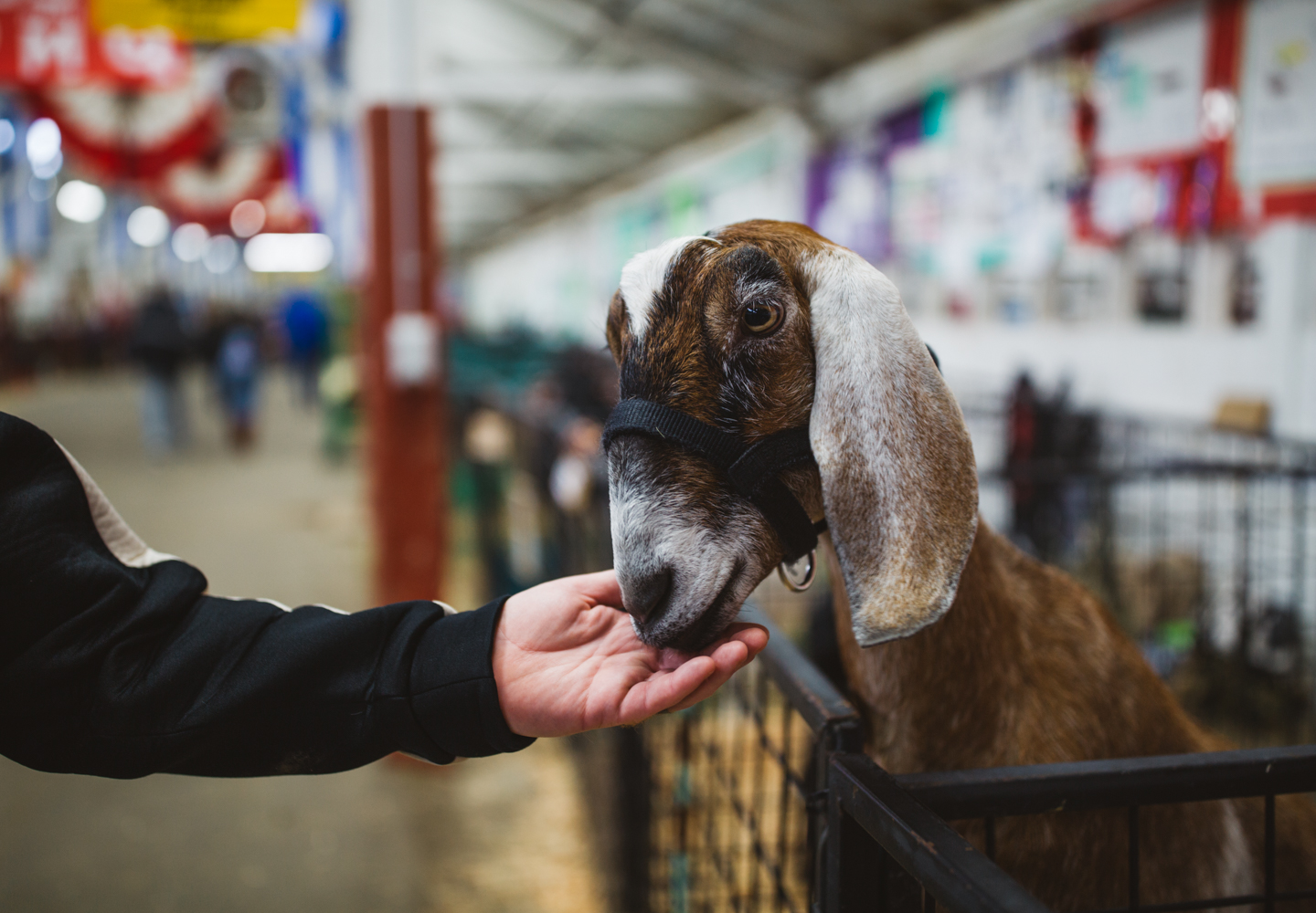 Photos: We found the cutest animals at the Washington State Fair ...