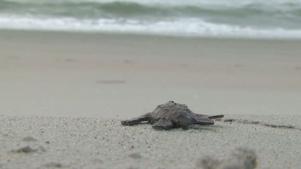 Sea turtles: Do you go to the beach? If so, you need to know this. | WPDE