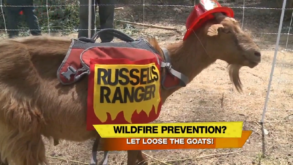 Firefighter goats? | WOAI