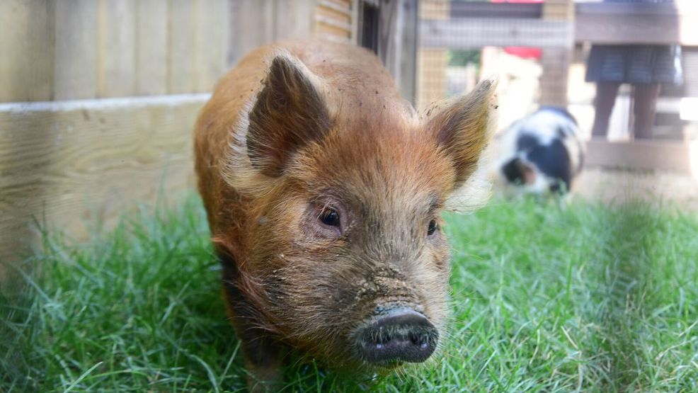 OINK OINK! 2 Polynesian pigs arrive at Maryland Zoo | WBFF