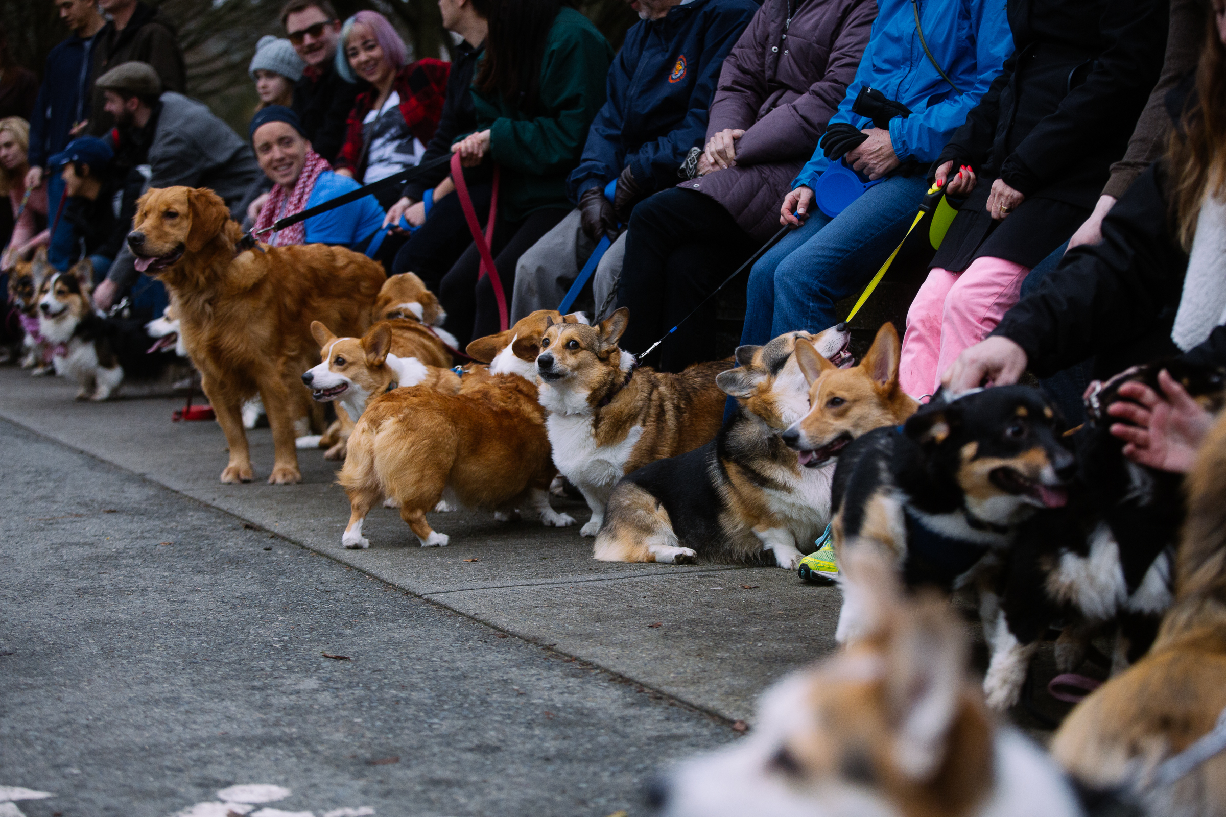So many corgis at the Green Lake Corgi Walk | Seattle Refined