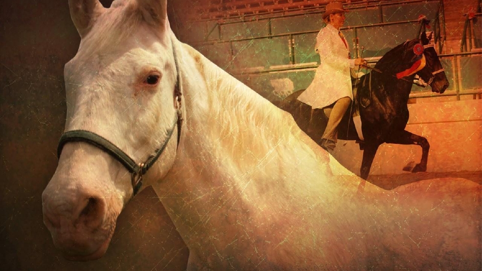 Regulation aimed at stopping horse soring on hold | WTVC