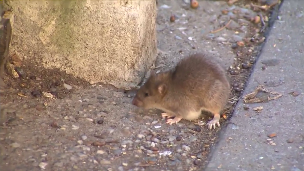 CDC: Aggressive mice, rats "could be a problem" during COVID-19 ...